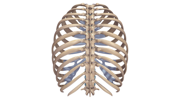 ribcage anatomy obj