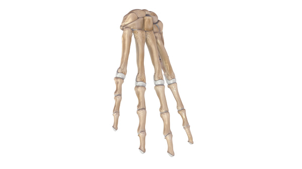 bones nerves palm obj