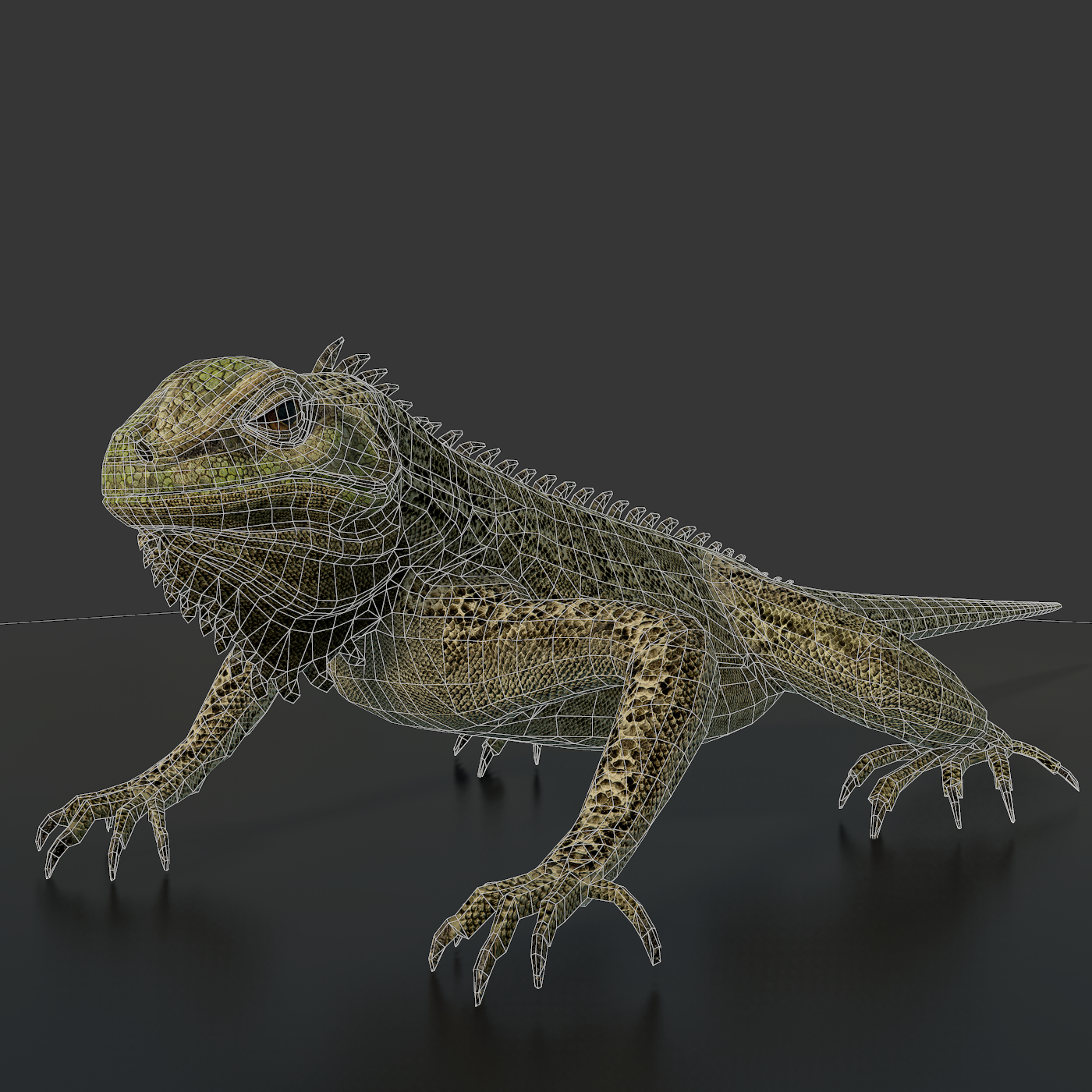 3d model of iguana resolution ready