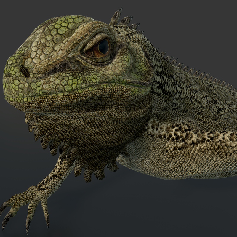 3d iguana rig animation model