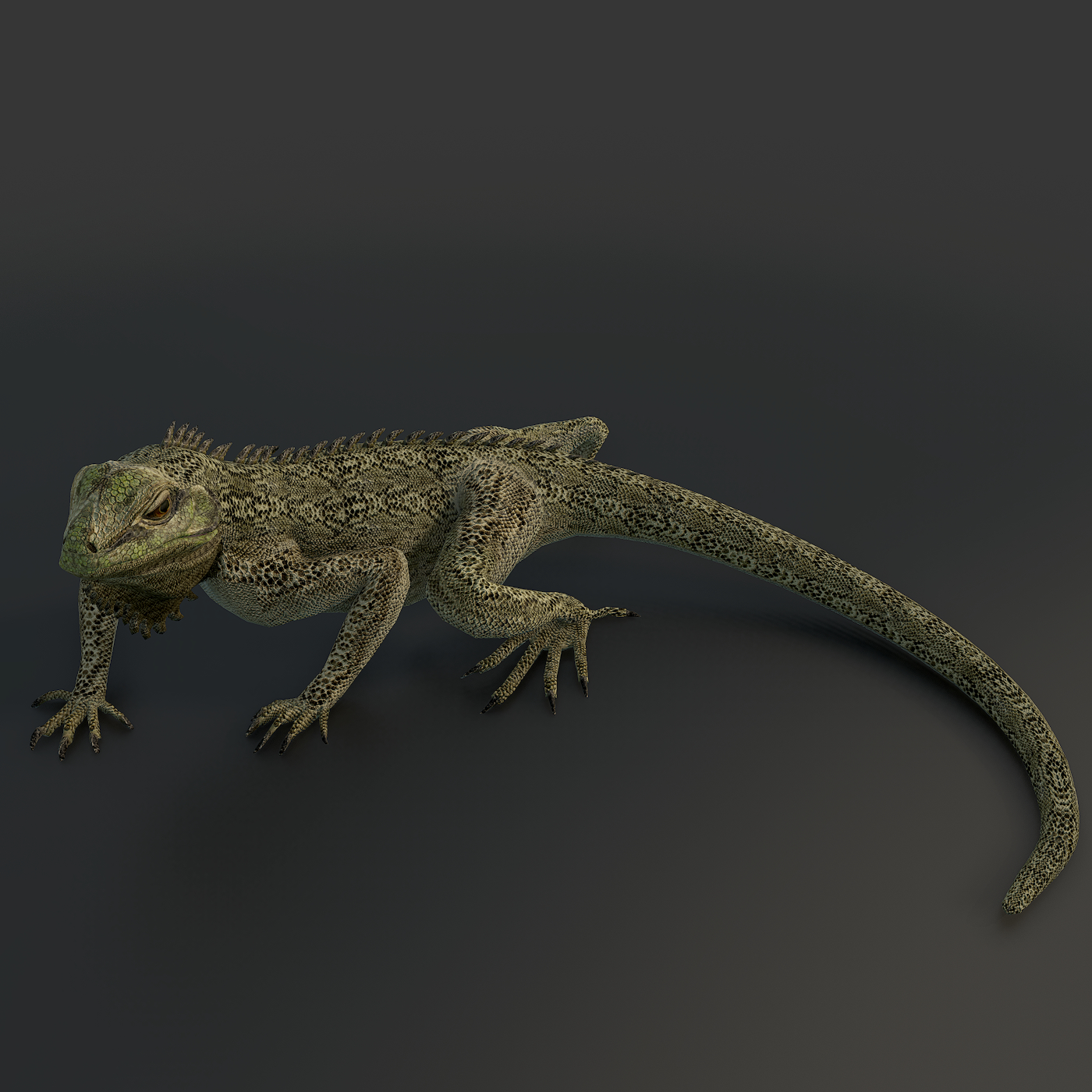 3d iguana rig animation model