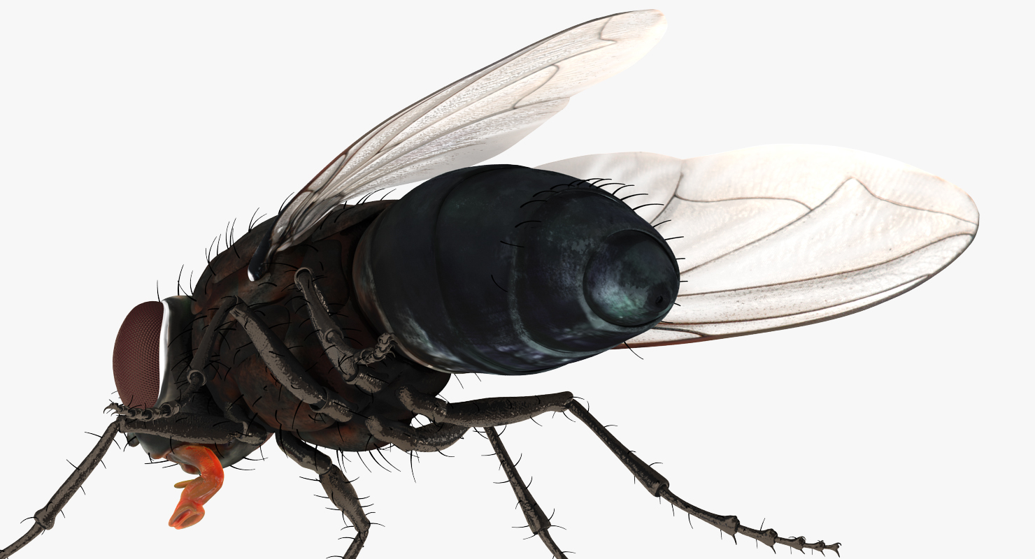 3d fly realistic model