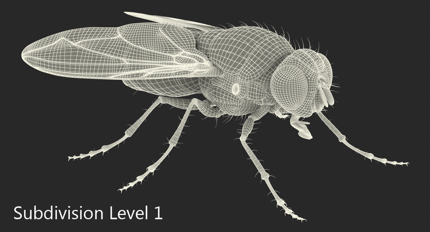 3d fly realistic model