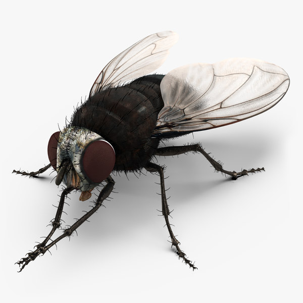 3D Fly Models | TurboSquid