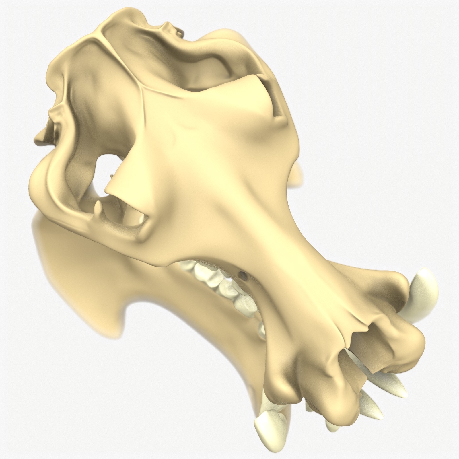 hippopotamus skull 3ds