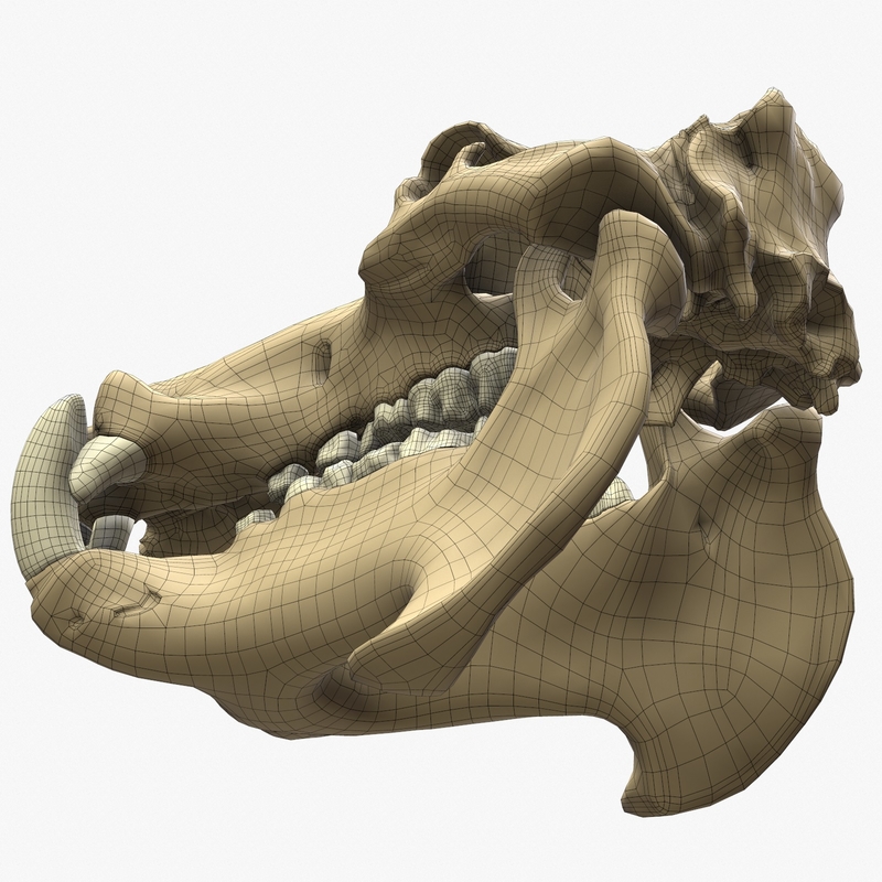 hippopotamus skull 3ds