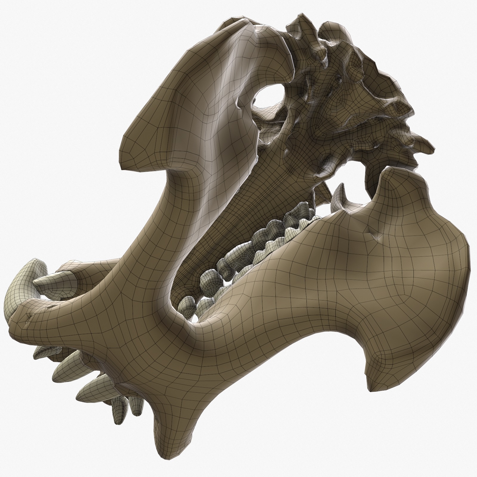 hippopotamus skull 3ds