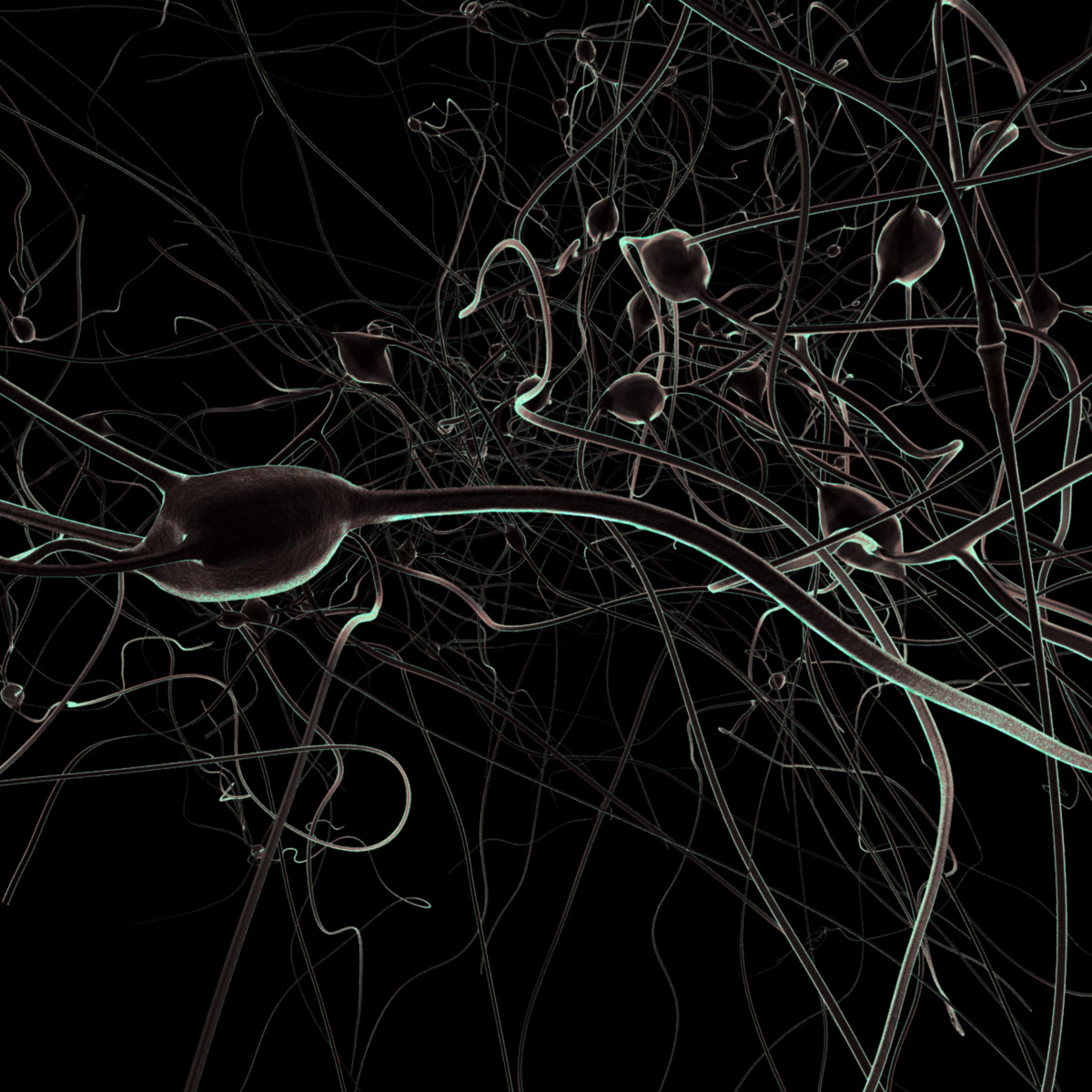 3d neuron nerve synapses