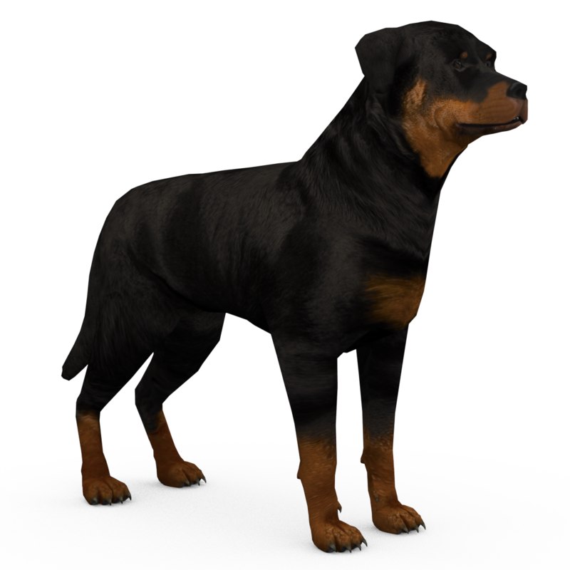 rottweiler animations 3d max