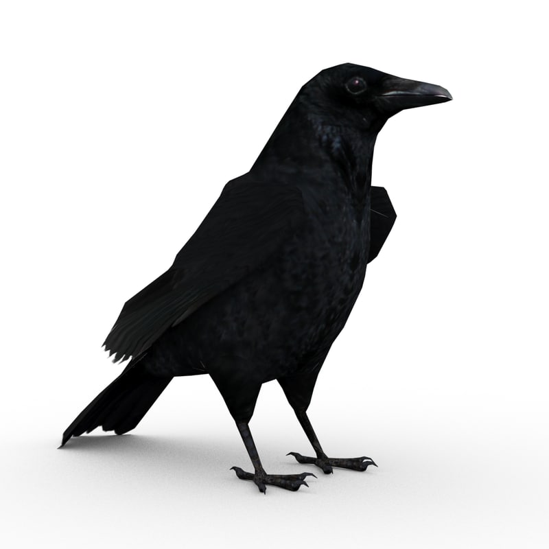 crow animations 3d max