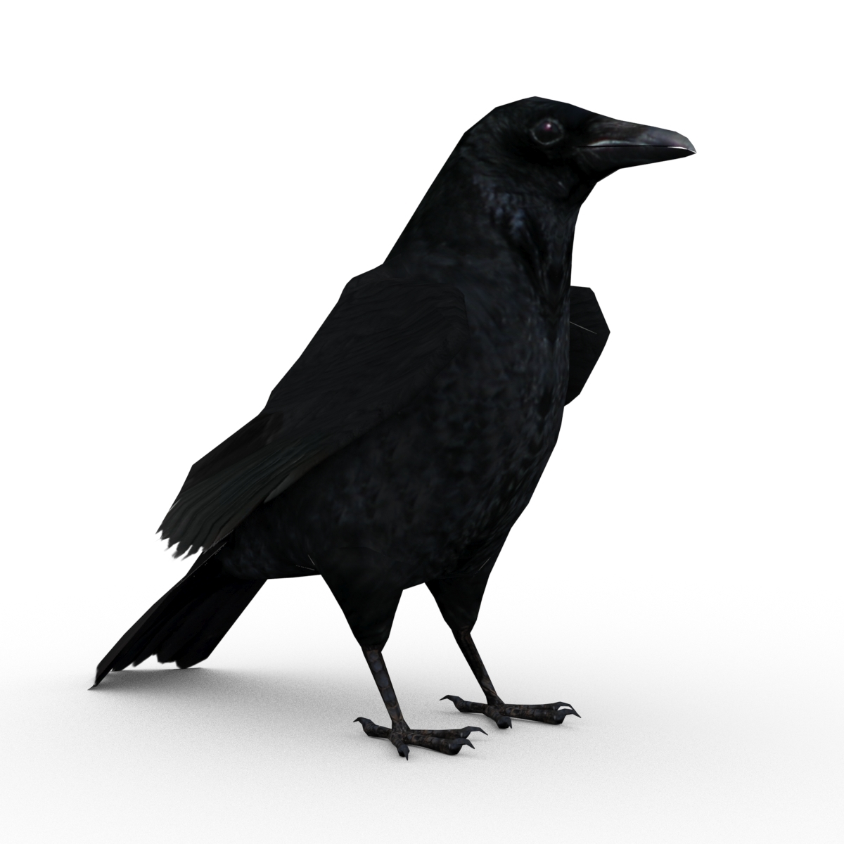 crow animations 3d max
