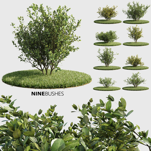 Bush Blender Models for Download | TurboSquid