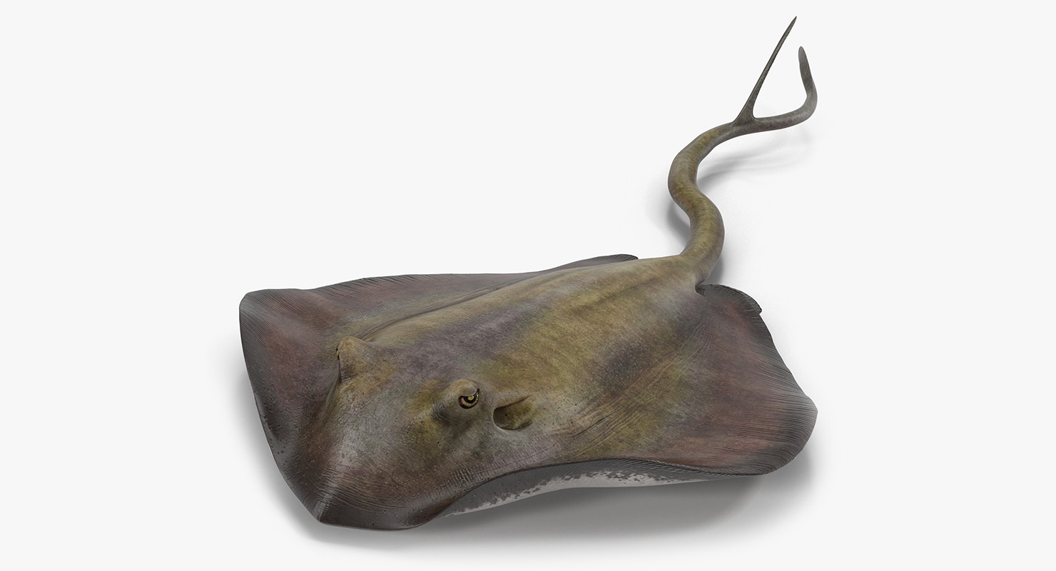 stingray rigged 3d model