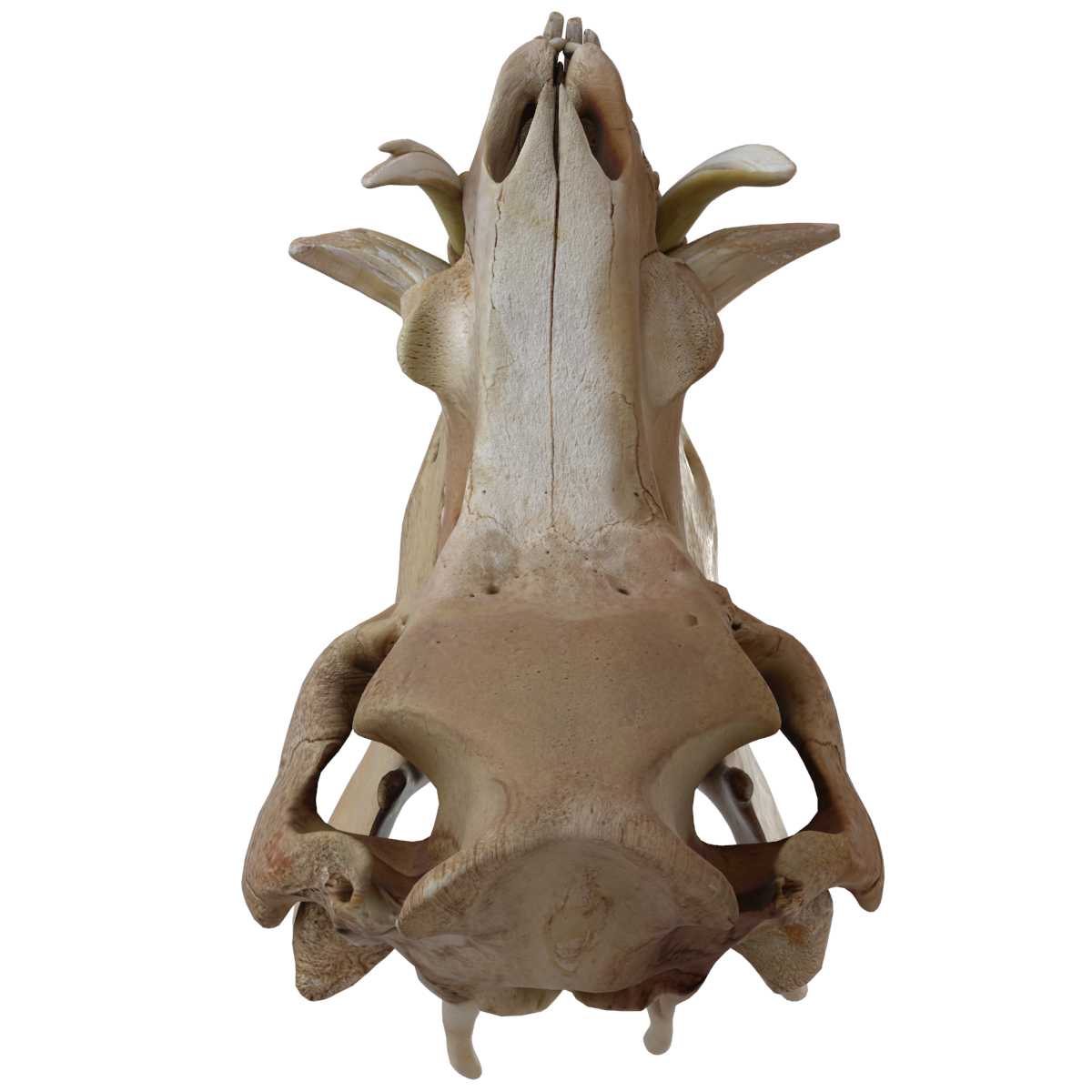 obj wild boar skull