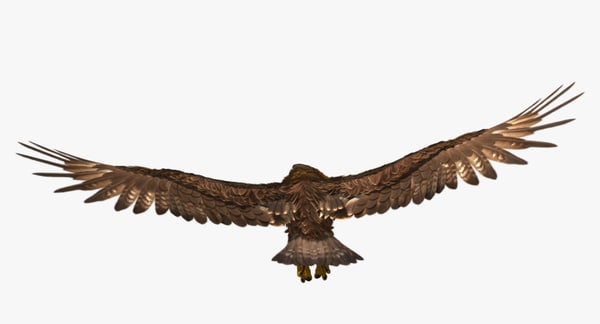 3d model golden eagle