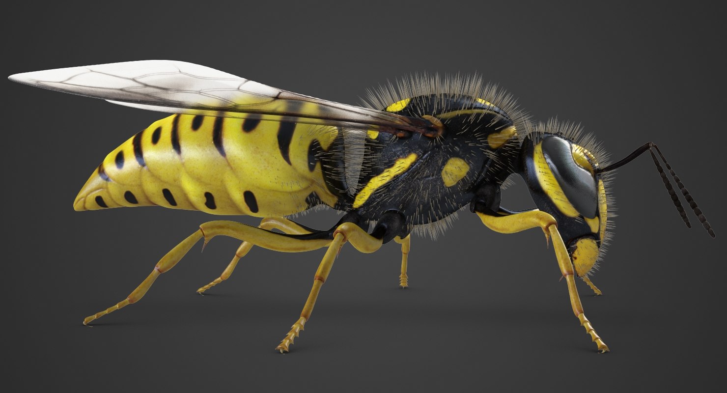wasp modeled 3ds