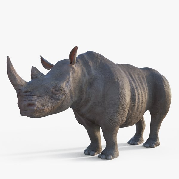 3D Rhino Models | TurboSquid