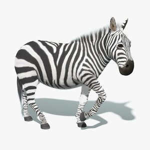 Zebra 3D Models for Download | TurboSquid