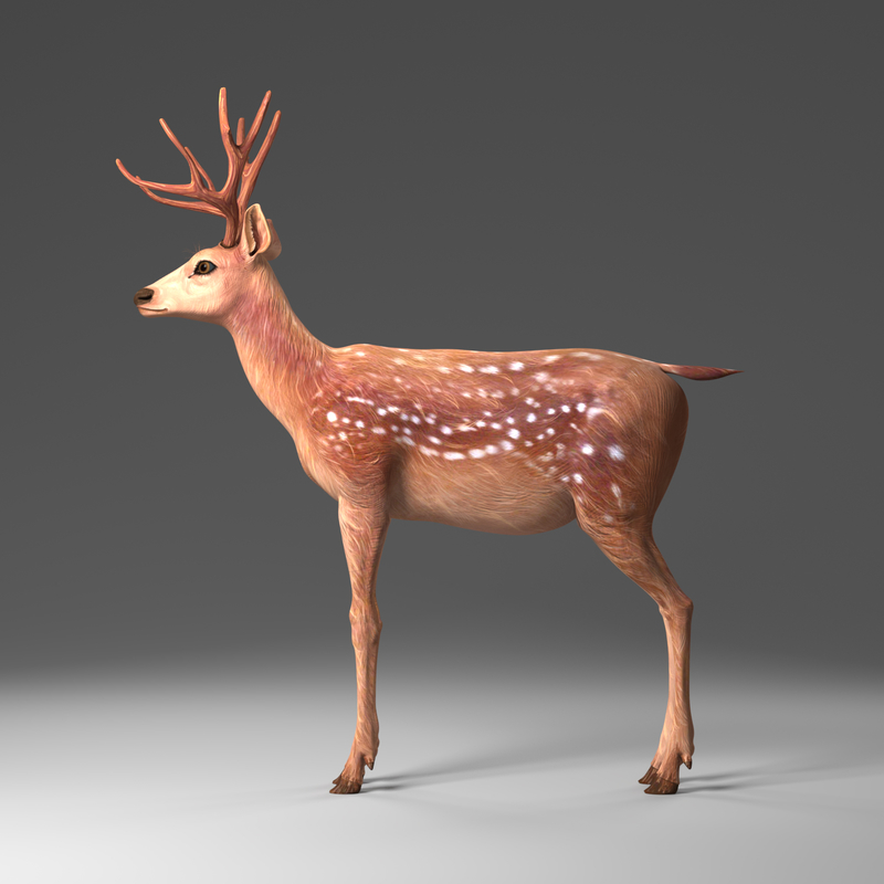 3d deer model