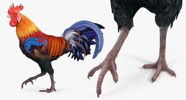 3d rooster rigged