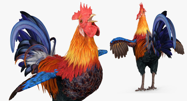 3d rooster rigged