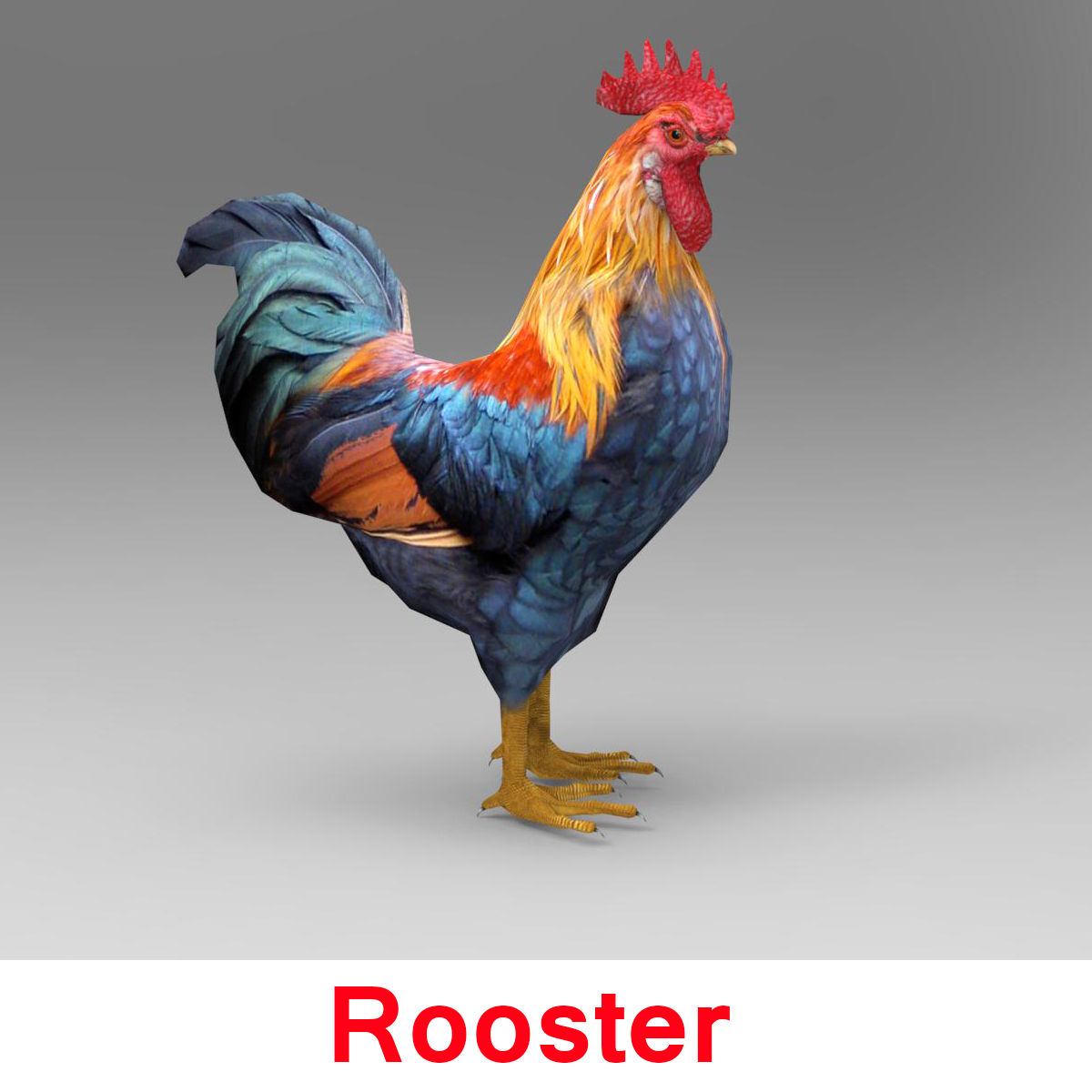 3d model rooster