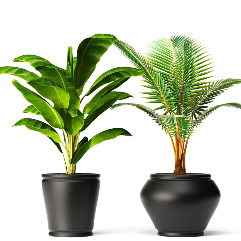 How To Make Coconut Tree Model