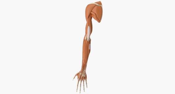 human arm 3d model