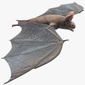 Bat 3D Models for Download | TurboSquid