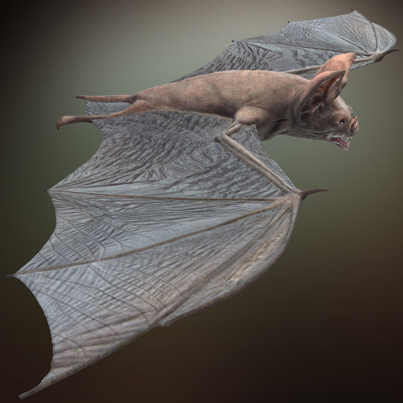 vampire bat 3d model