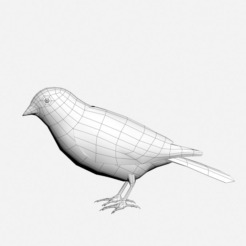 bird 3d model
