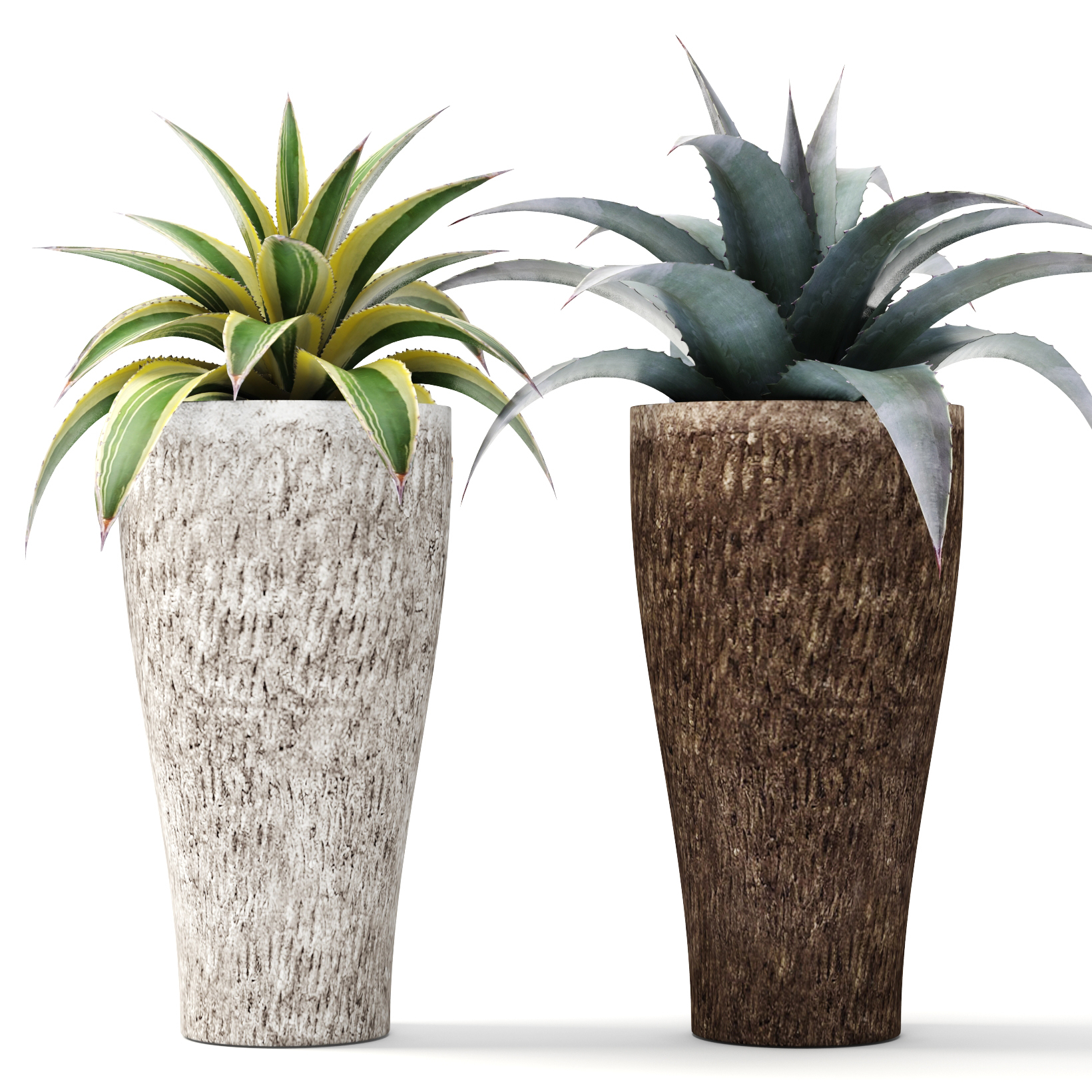 agave pots ma