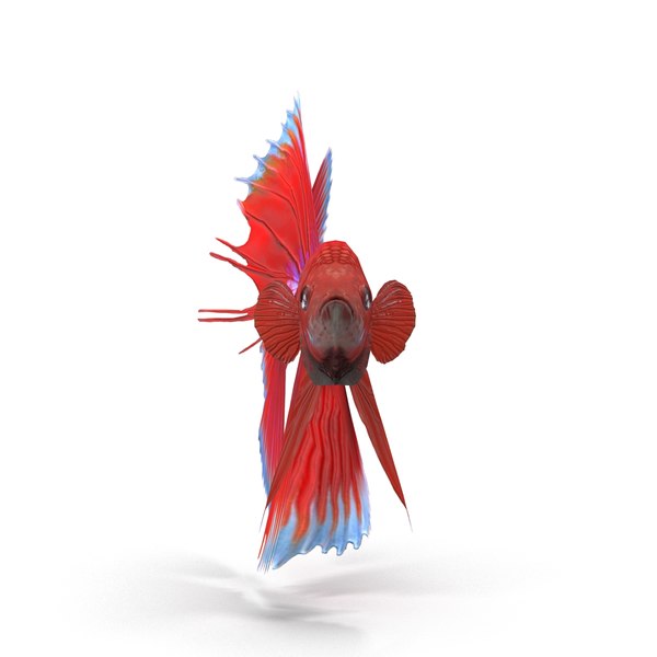 3d model betta fish