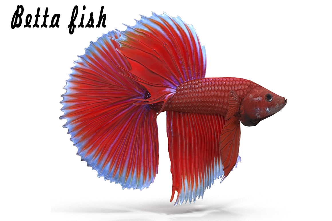 3d model betta fish