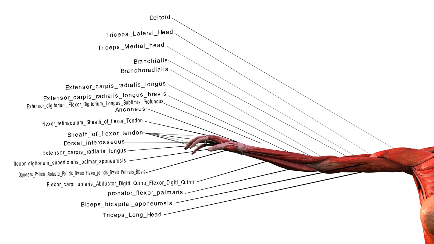 woman female anatomy ma