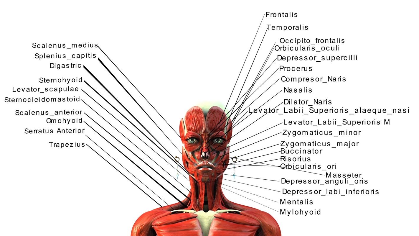 woman female anatomy ma