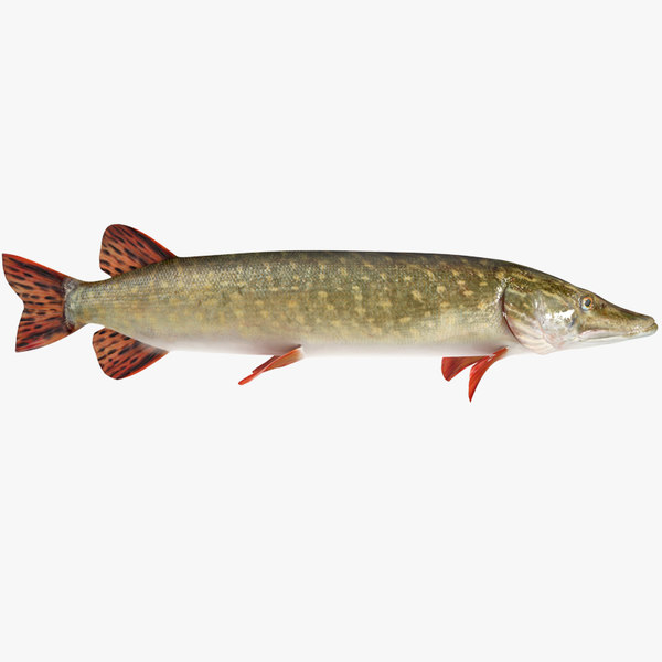 lightwave arowana fish