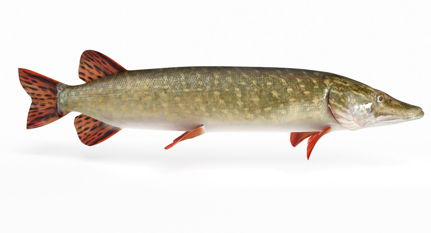 pike fish animation 3d model