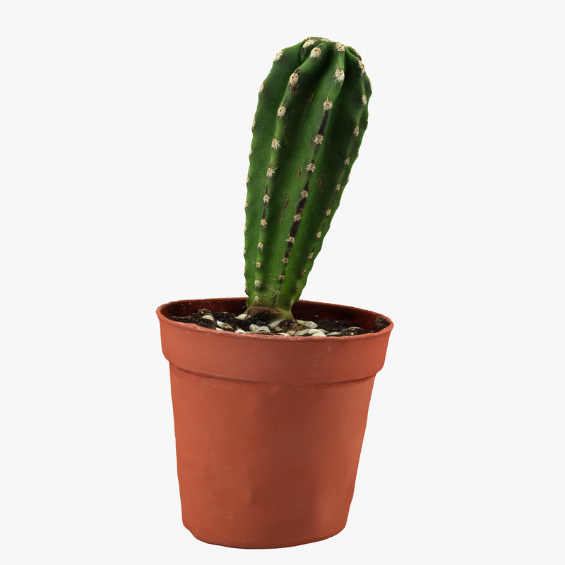 3d realistic cactus