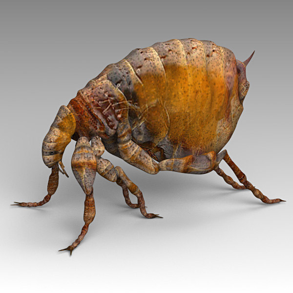 3d flea model