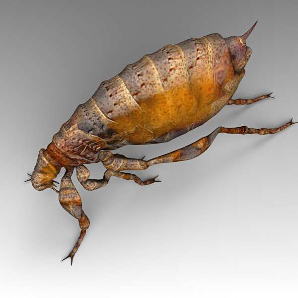 3d flea model