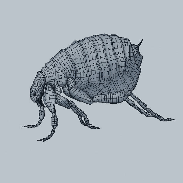 3d flea model