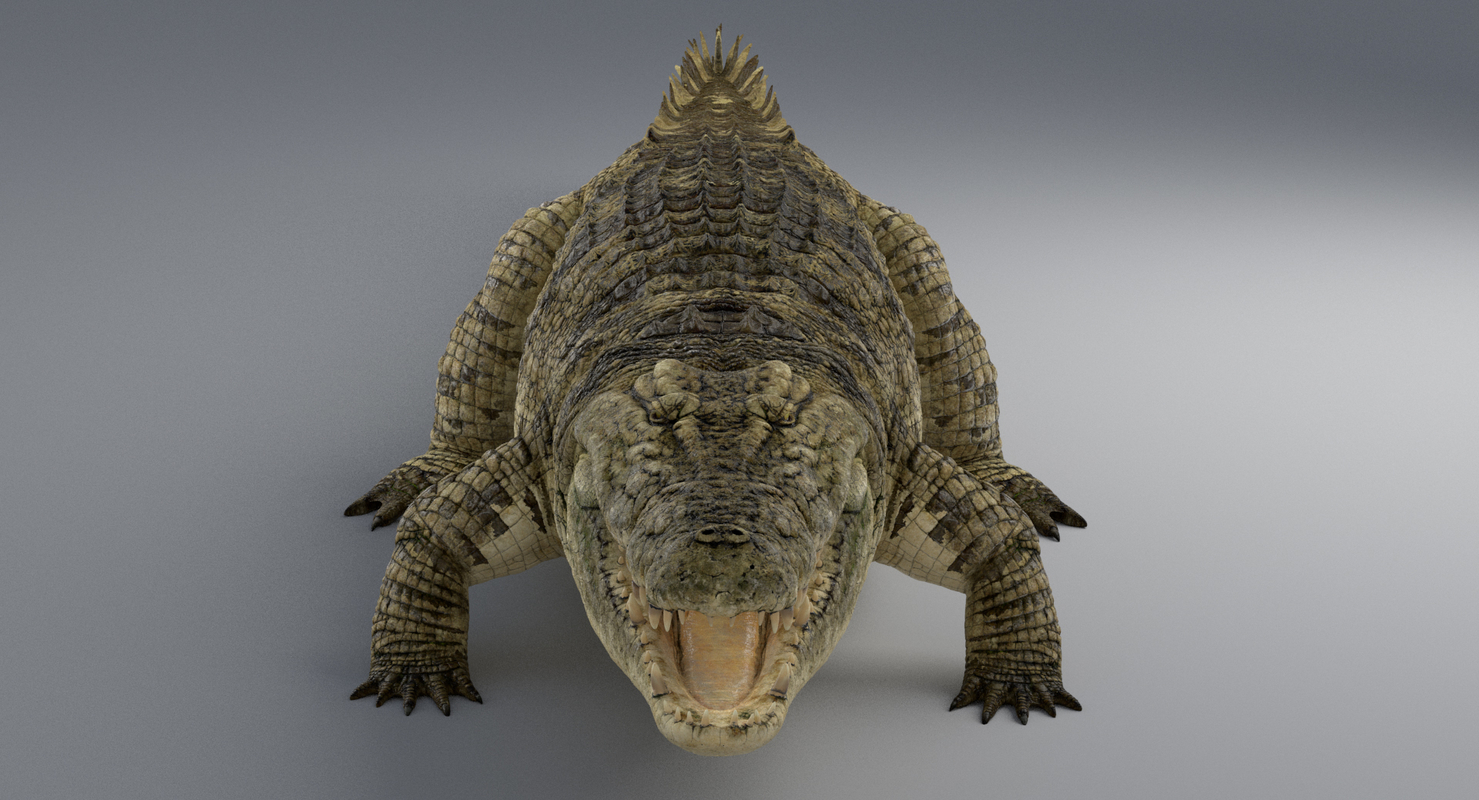 crocodile 3d max