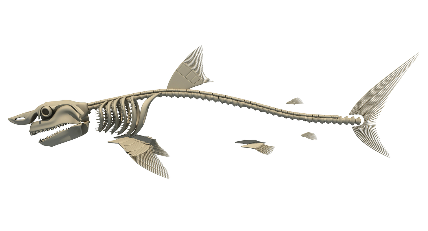 3d model aquatic skeleton shark