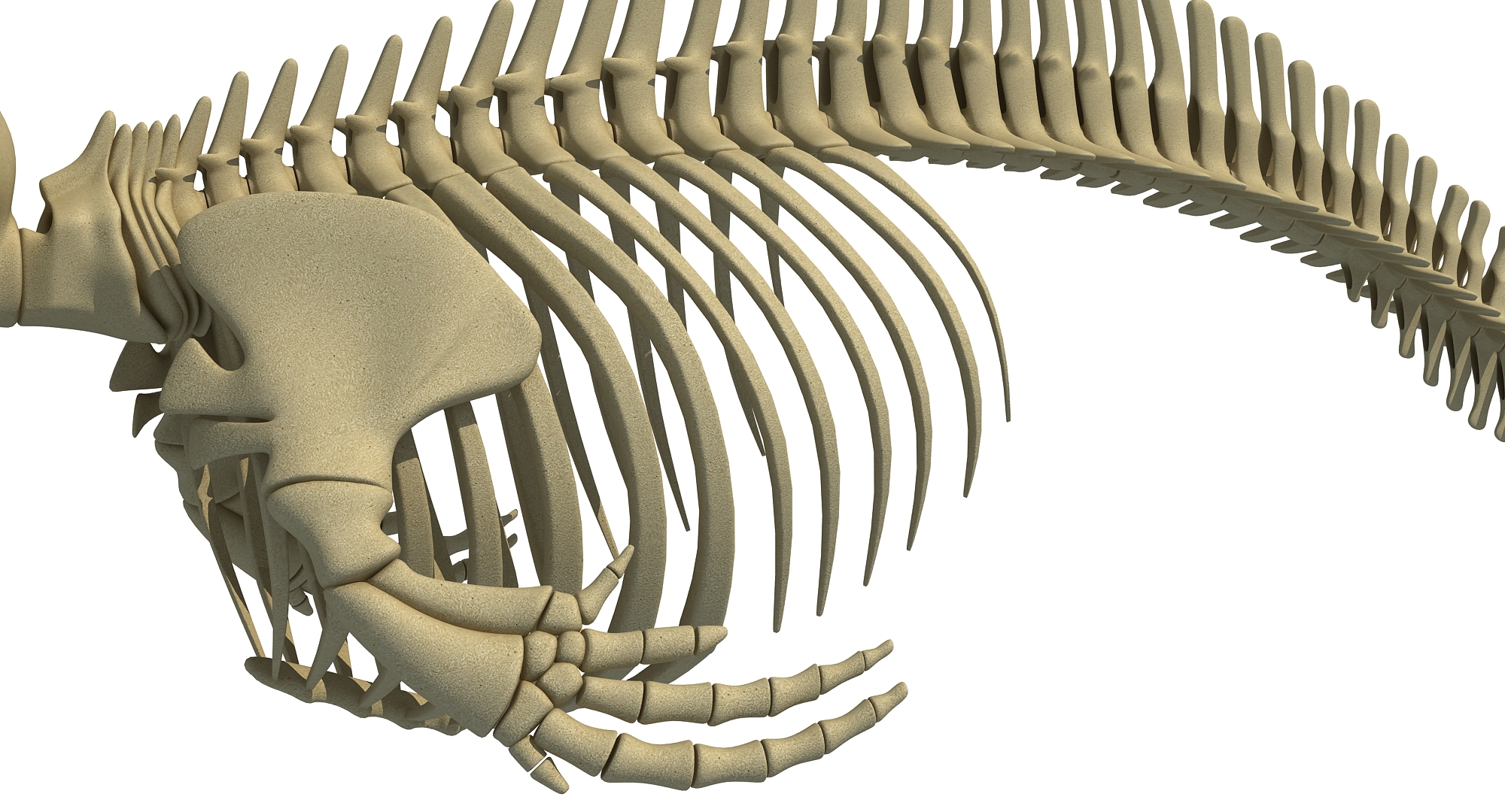 3d model aquatic skeleton shark
