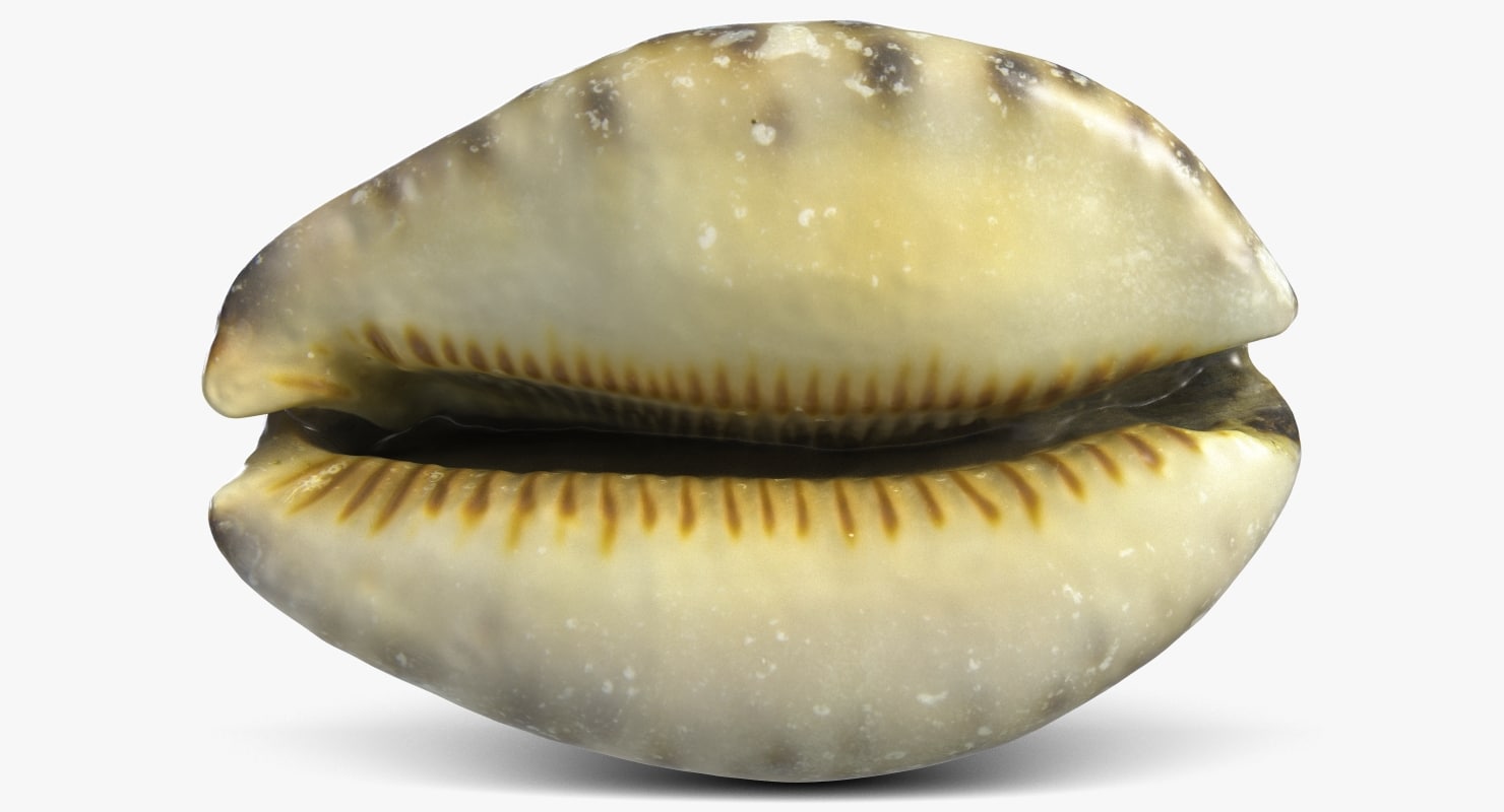 3d sea shell cypraeidae cowry model