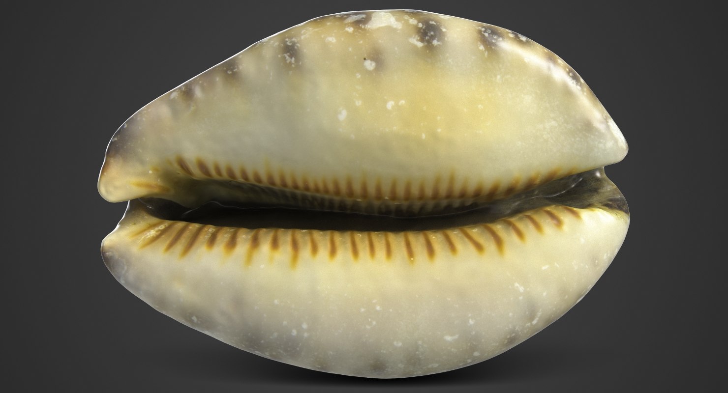 3d sea shell cypraeidae cowry model