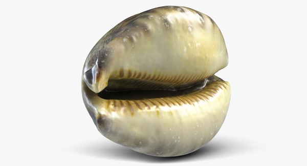 3d sea shell cypraeidae cowry model