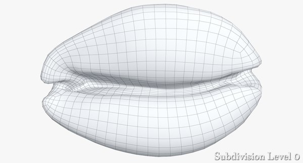 3d sea shell cypraeidae cowry model
