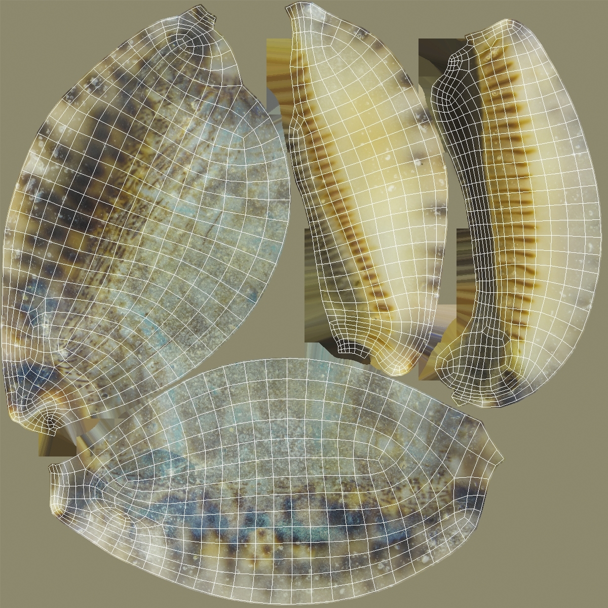 3d sea shell cypraeidae cowry model